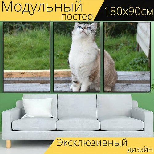 Модульный постер "Кошка, аллея кошка, европейская кошка" 180 x 90 см. для интерьера