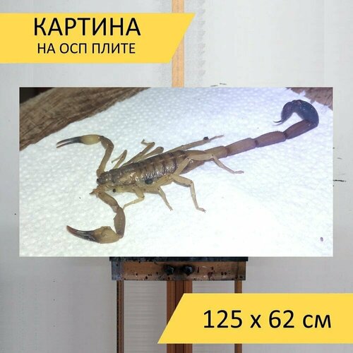 Картина на ОСП 125х62 см. "Скорпион, насекомое, паукообразный" горизонтальная, для интерьера, с креплениями