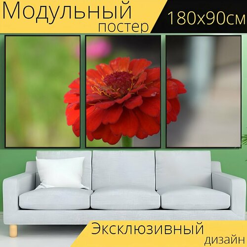 Модульный постер "Цинния, красный цветок, сад" 180 x 90 см. для интерьера