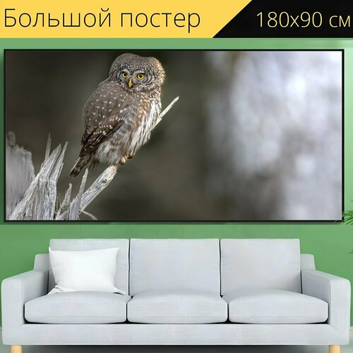 Большой постер "Сова, евразийская карликовая сова, филиал" 180 x 90 см. для интерьера