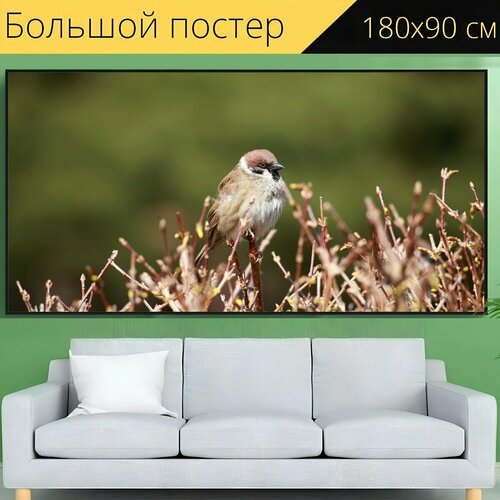 Большой постер "Воробей, житель птица, птицы" 180 x 90 см. для интерьера