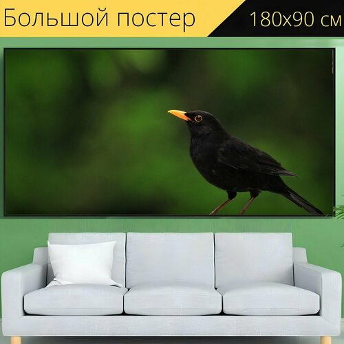 Большой постер "Черный дрозд, птица, место кормления" 180 x 90 см. для интерьера