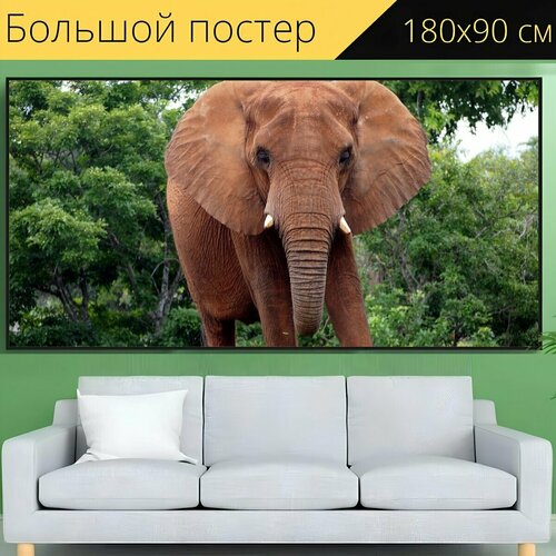 Большой постер "Саванновый африканский слон, слон, животное" 180 x 90 см. для интерьера