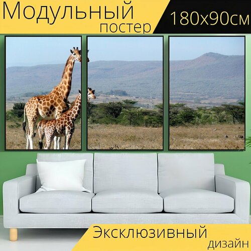 Модульный постер "Жирафа, кения, кигио" 180 x 90 см. для интерьера