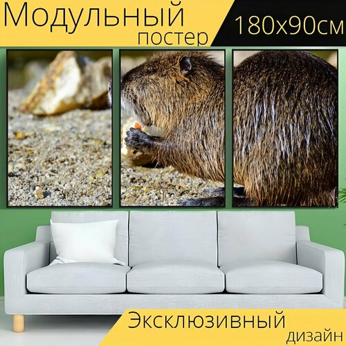 Модульный постер "Нутрия, бобровая крыса, грызун" 180 x 90 см. для интерьера