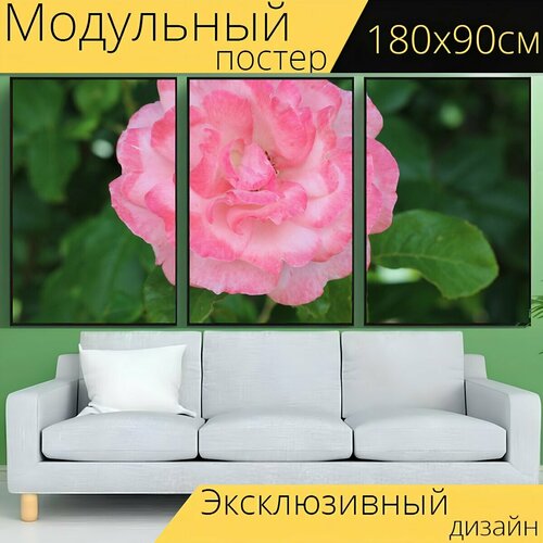 Модульный постер "Бледно розовый, розовая роза, розы" 180 x 90 см. для интерьера