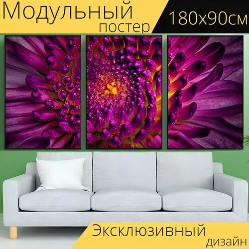 Модульный постер "Хризантема, цветок, завод" 180 x 90 см. для интерьера