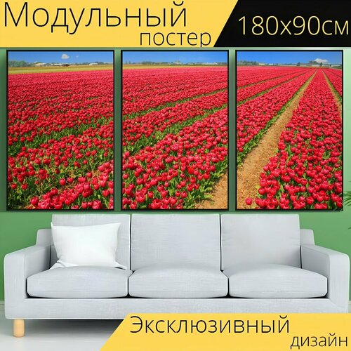 Модульный постер "Поле тюльпанов, тюльпаны, красный" 180 x 90 см. для интерьера