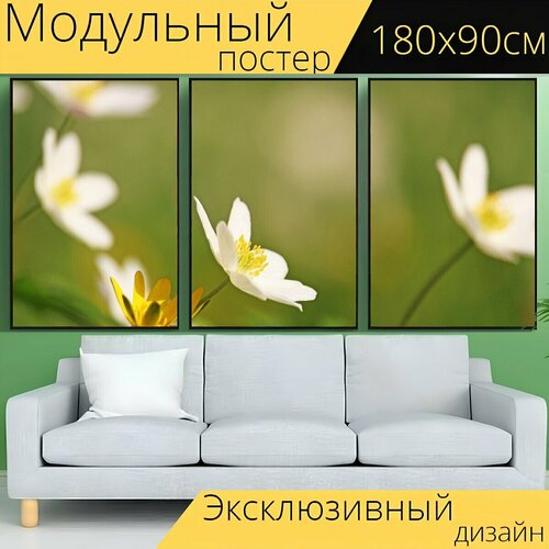 Модульный постер "Ветреница, лесной цветок, белый цветок" 180 x 90 см. для интерьера