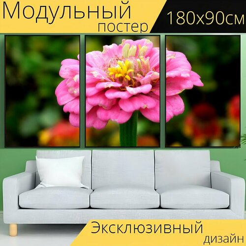Модульный постер "Цинния, цветок, розовый" 180 x 90 см. для интерьера