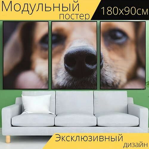 Модульный постер "Собака, такса, макро" 180 x 90 см. для интерьера