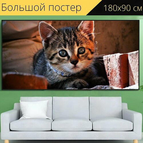 Большой постер "Кошка, котенок, домашний питомец" 180 x 90 см. для интерьера