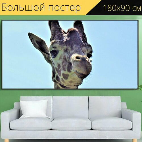 Большой постер "Жирафа, животное, зоопарк" 180 x 90 см. для интерьера