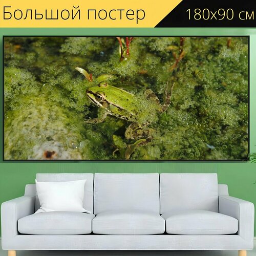 Большой постер "Лягушка, зеленый, вода" 180 x 90 см. для интерьера