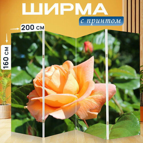 Ширма перегородка с принтом "Роза, цвести, желтый" на холсте - 200x160 см. для зонирования, раскладная