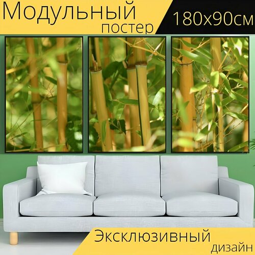 Модульный постер "Бамбук, трава, бамбук парниковых" 180 x 90 см. для интерьера
