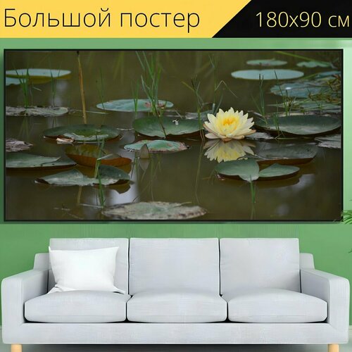 Большой постер "Водяная лилия, цветок, завод" 180 x 90 см. для интерьера