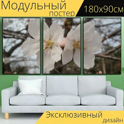 Модульный постер "Весна, цветок, вишни в цвету" 180 x 90 см. для интерьера