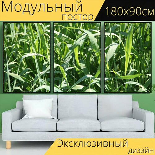 Модульный постер "Трава, травы, тростник" 180 x 90 см. для интерьера