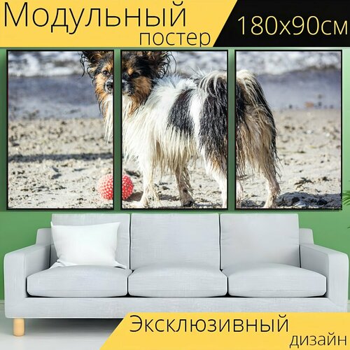 Модульный постер "Собака, домашнее животное, мяч" 180 x 90 см. для интерьера