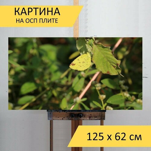 Картина на ОСП 125х62 см. "Бабочки, индийские бабочки, насекомые" горизонтальная, для интерьера, с креплениями