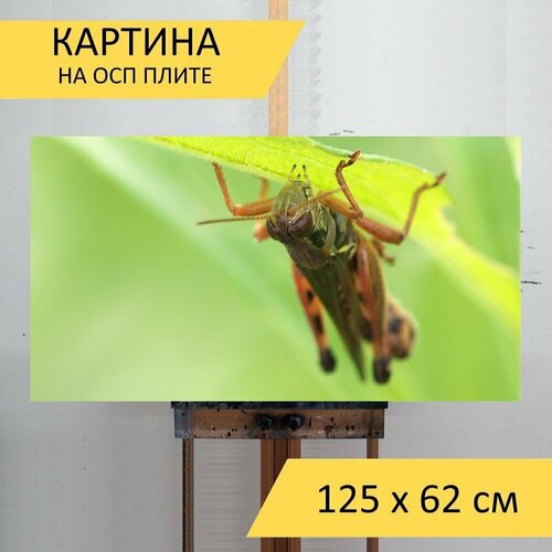 Картина на ОСП 125х62 см. "Кузнечик, крикет, насекомое" горизонтальная, для интерьера, с креплениями