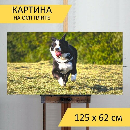 Картина на ОСП 125х62 см. "Собака, бег, животное" горизонтальная, для интерьера, с креплениями