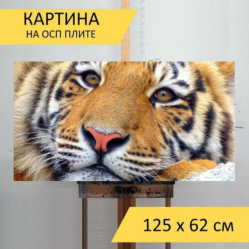 Картина на ОСП 125х62 см. "Тигр, животное, зоопарк" горизонтальная, для интерьера, с креплениями