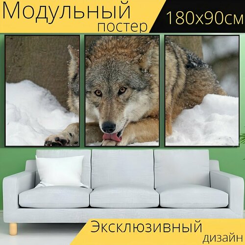 Модульный постер "Волк, монгольский волк, хищник" 180 x 90 см. для интерьера