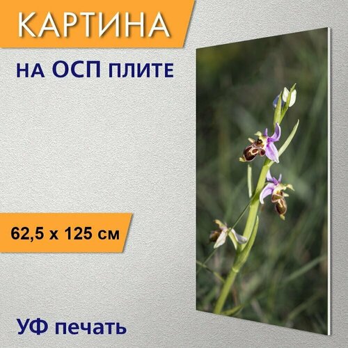 Вертикальная картина на ОСП "Орхидея, цветок, дикий" 62x125 см. для интерьериа