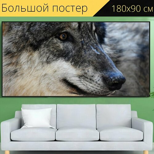 Большой постер "Волк, дикое животное, хищник" 180 x 90 см. для интерьера