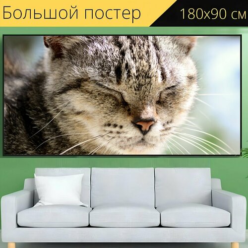 Большой постер "Кошка, бродячая кошка, животное" 180 x 90 см. для интерьера