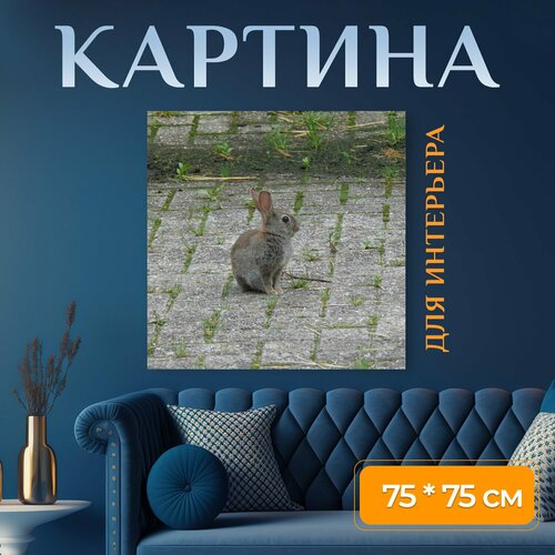 Картина на холсте "Кролик, молодой кролик, природа" на подрамнике 75х75 см. для интерьера
