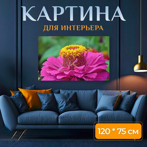 Картина на холсте "Цинния, цветок, сад" на подрамнике 120х75 см. для интерьера