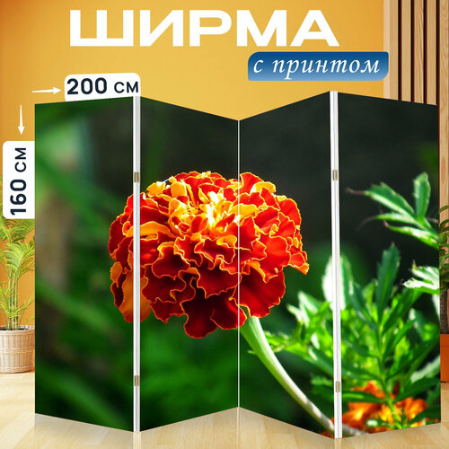 Ширма перегородка с принтом "Бархатцы, цветок, красочный" на холсте - 200x160 см. для зонирования, раскладная
