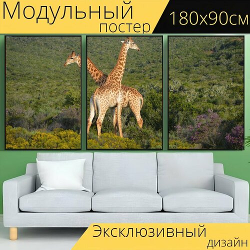 Модульный постер "Жирафы, заповедник, природа" 180 x 90 см. для интерьера