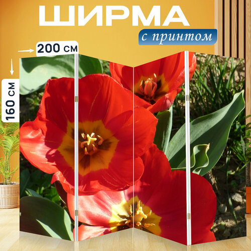 Ширма перегородка с принтом "Тюльпаны, сад, цвет" на холсте - 200x160 см. для зонирования, раскладная