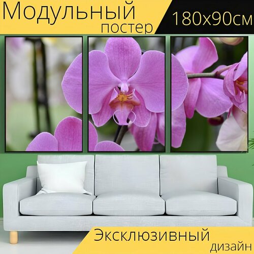 Модульный постер "Цветок, орхидея, розовый цветок" 180 x 90 см. для интерьера