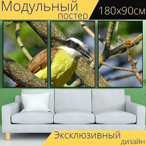 Модульный постер "Птица, дикие, тропическая птица" 180 x 90 см. для интерьера