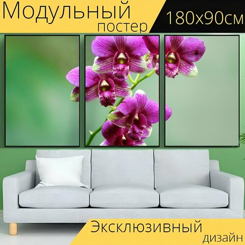Модульный постер "Орхидея, лан, цветок" 180 x 90 см. для интерьера