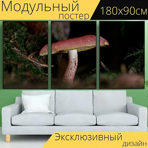 Модульный постер "Гриб, диск грибок, лесные грибы" 180 x 90 см. для интерьера