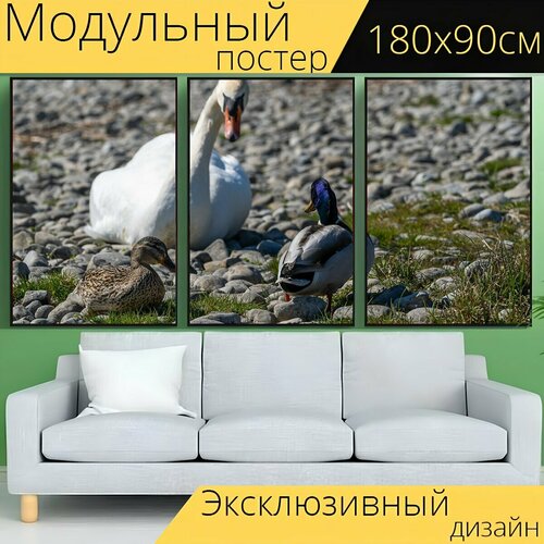 Модульный постер "Животные, птицы, лебедь" 180 x 90 см. для интерьера