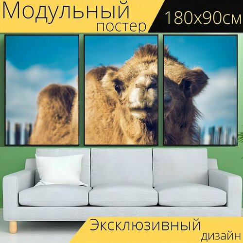 Модульный постер "Верблюд, горб, смотреть" 180 x 90 см. для интерьера
