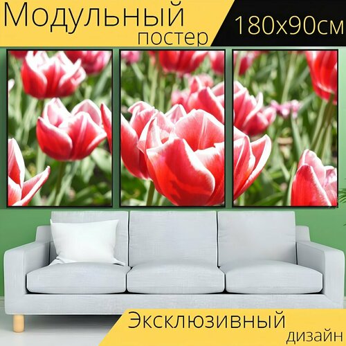 Модульный постер "Красный, тюльпаны, поле" 180 x 90 см. для интерьера