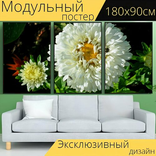 Модульный постер "Астра, цветок, белый" 180 x 90 см. для интерьера