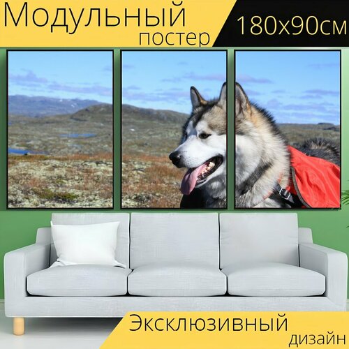 Модульный постер "Аляскинский маламут, залез, ездовая собака" 180 x 90 см. для интерьера