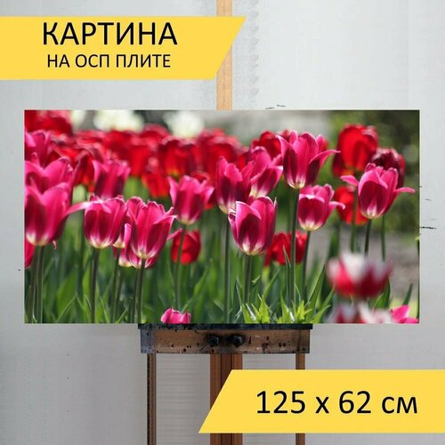 Картина на ОСП 125х62 см. "Тюльпаны, красные тюльпаны, бордовый" горизонтальная, для интерьера, с креплениями