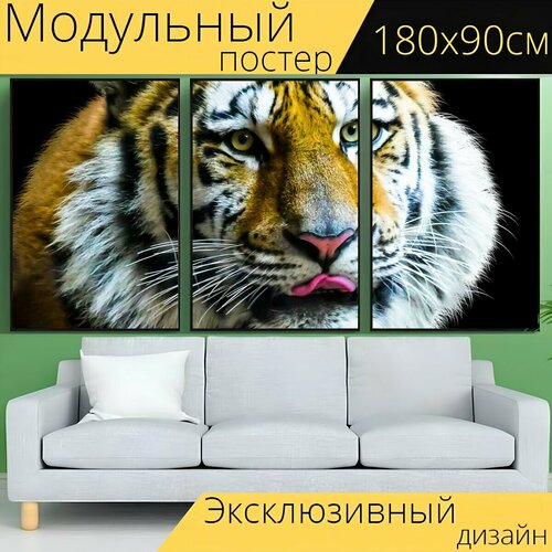 Модульный постер "Животное, тигр, большой кот" 180 x 90 см. для интерьера