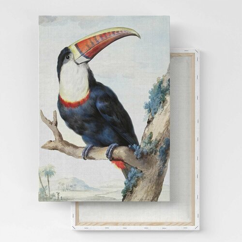 Картина на холсте, репродукция / Аерт Шоуман - Red-billed Toucan / Размер 60 x 80 см