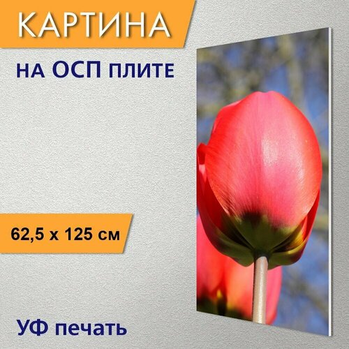 Вертикальная картина на ОСП "Красный тюльпан, цвести, садовый цветок" 62x125 см. для интерьериа